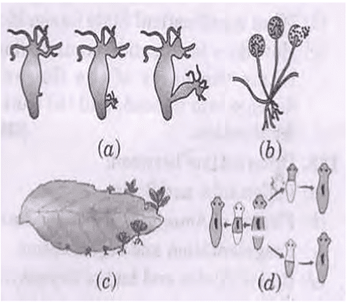How Do Organisms Reproduce Class 10 Important Questions - CBSE Guidance