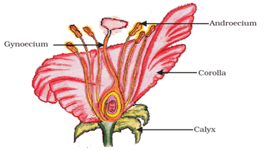 How Do Organisms Reproduce Class 10 Important Questions - CBSE Guidance