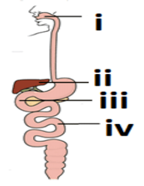 Life Processes Class 10 Important Questions - CBSE Guidance
