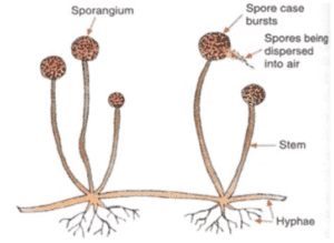 How Do Organisms Reproduce Class 10 Important Questions - CBSE Guidance
