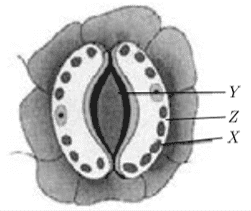 Life Processes Class 10: Important Questions & Answers - CBSE Guidance