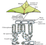 Life Processes Class 10 Notes: Simplified And Easy To Understand - CBSE ...