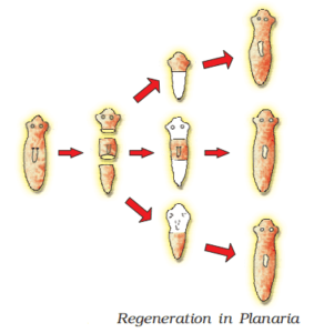 Class 10 Biology Notes: How Do Organisms Reproduce? - CBSE Guidance