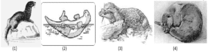 Mijbil The Otter: Class 10 Questions & Answers - CBSE Guidance