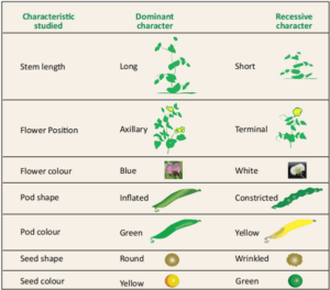 Heredity Class 10 Notes: Simple And Easy To Grasp - CBSE Guidance